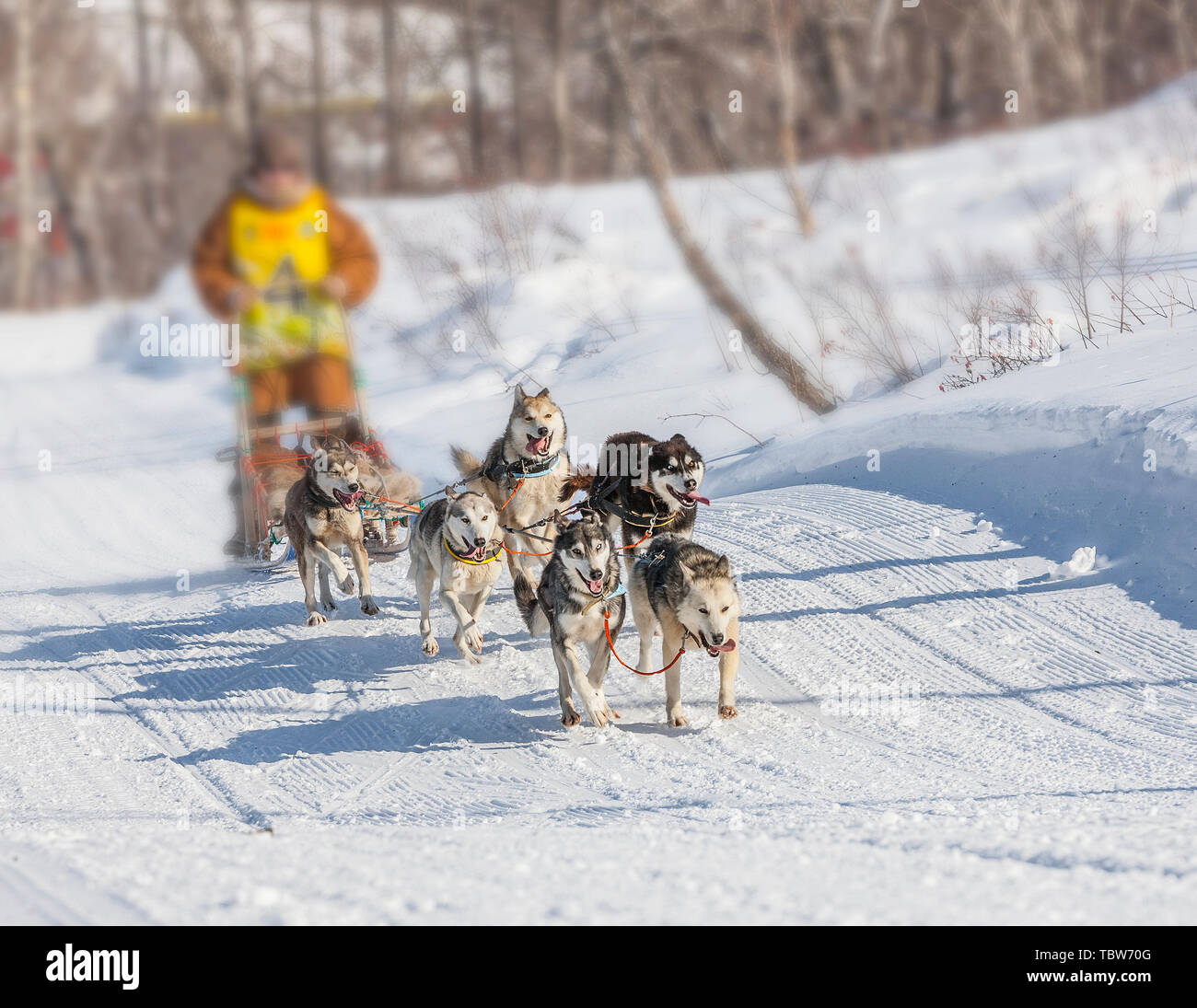 Traditional Kamchatka Dog Sledge Race Elizovsky sprint Stock Photo - Alamy
