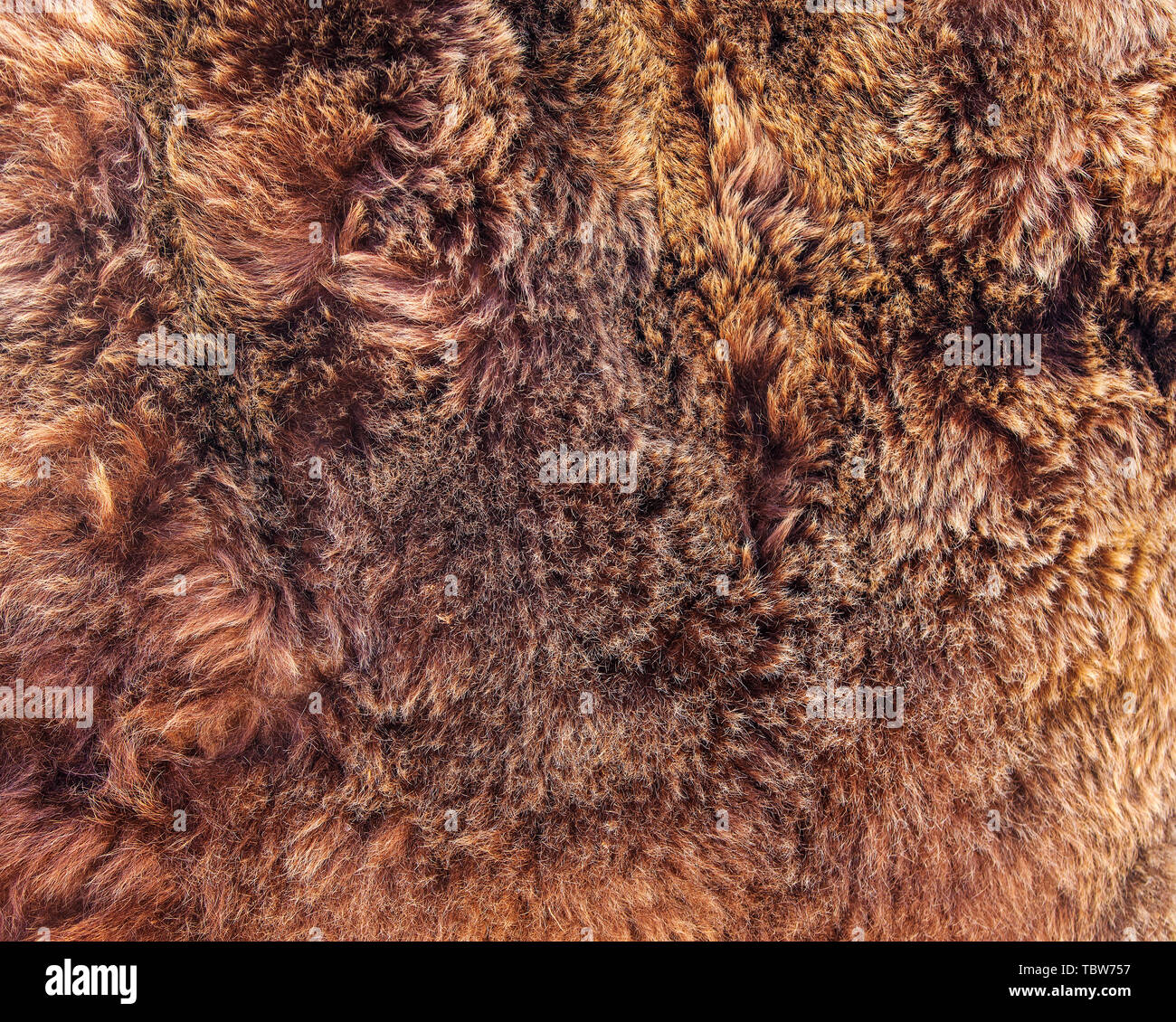 texture of brown bear fur Stock Photo - Alamy