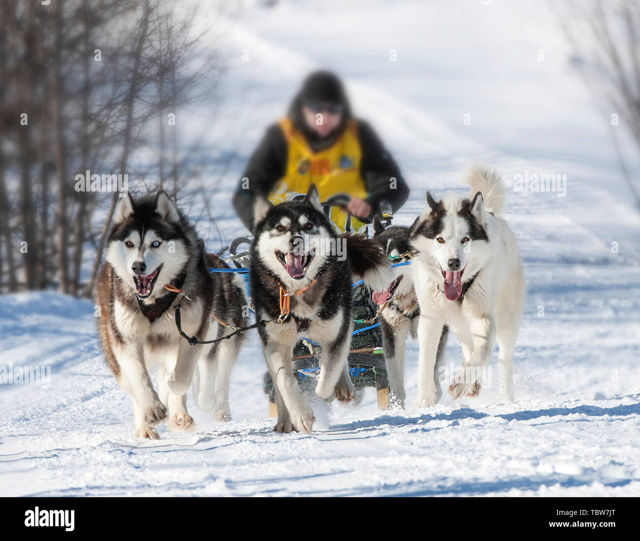 Traditional Kamchatka Dog Sledge Race Elizovsky sprint Stock Photo - Alamy