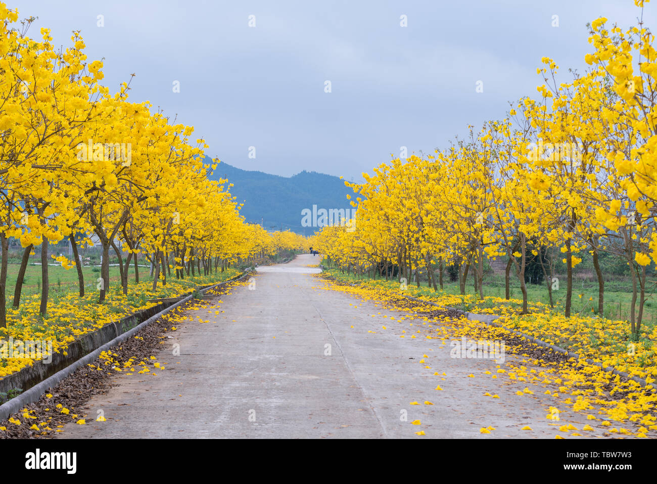 Huanghua Feng Suzuki in Wengyuan Core Area of Wengyuan Modern ...
