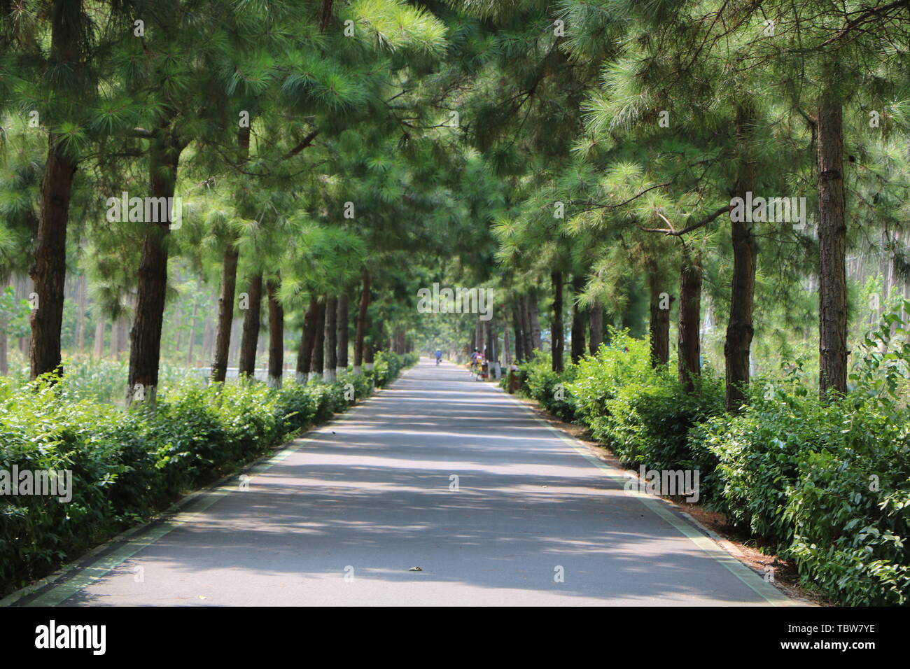 End of the forest road Stock Photo - Alamy