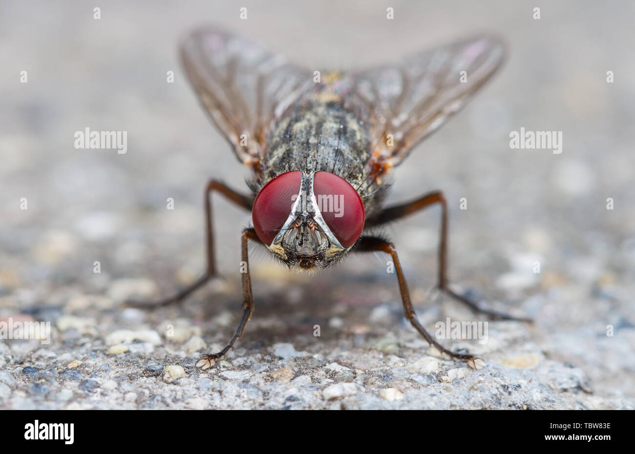 Red-headed fly head close-up Stock Photo - Alamy