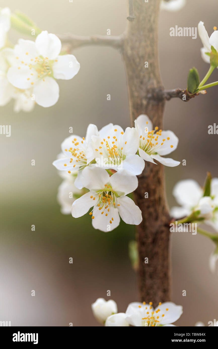Plum flowers open in spring Stock Photo - Alamy