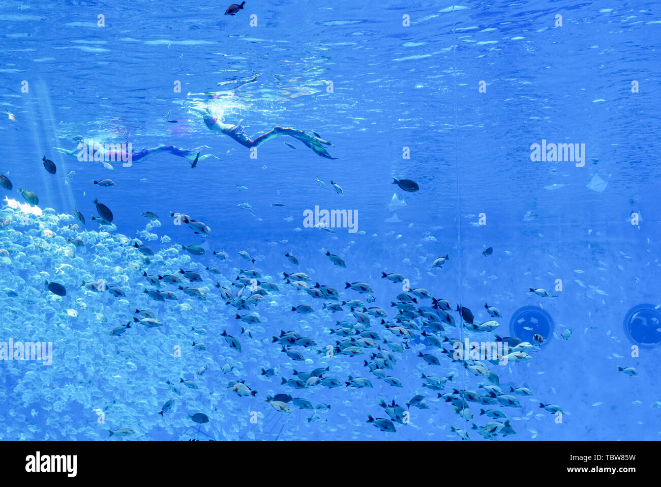 Mermaid performance at Haichang Ocean Park, Shanghai Stock Photo - Alamy