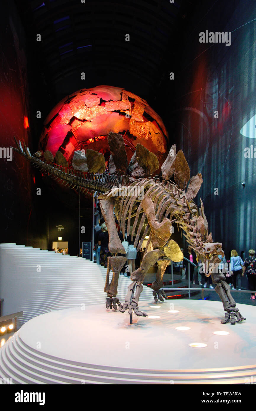 Stegosaurus skeleton hi-res stock photography and images - Alamy