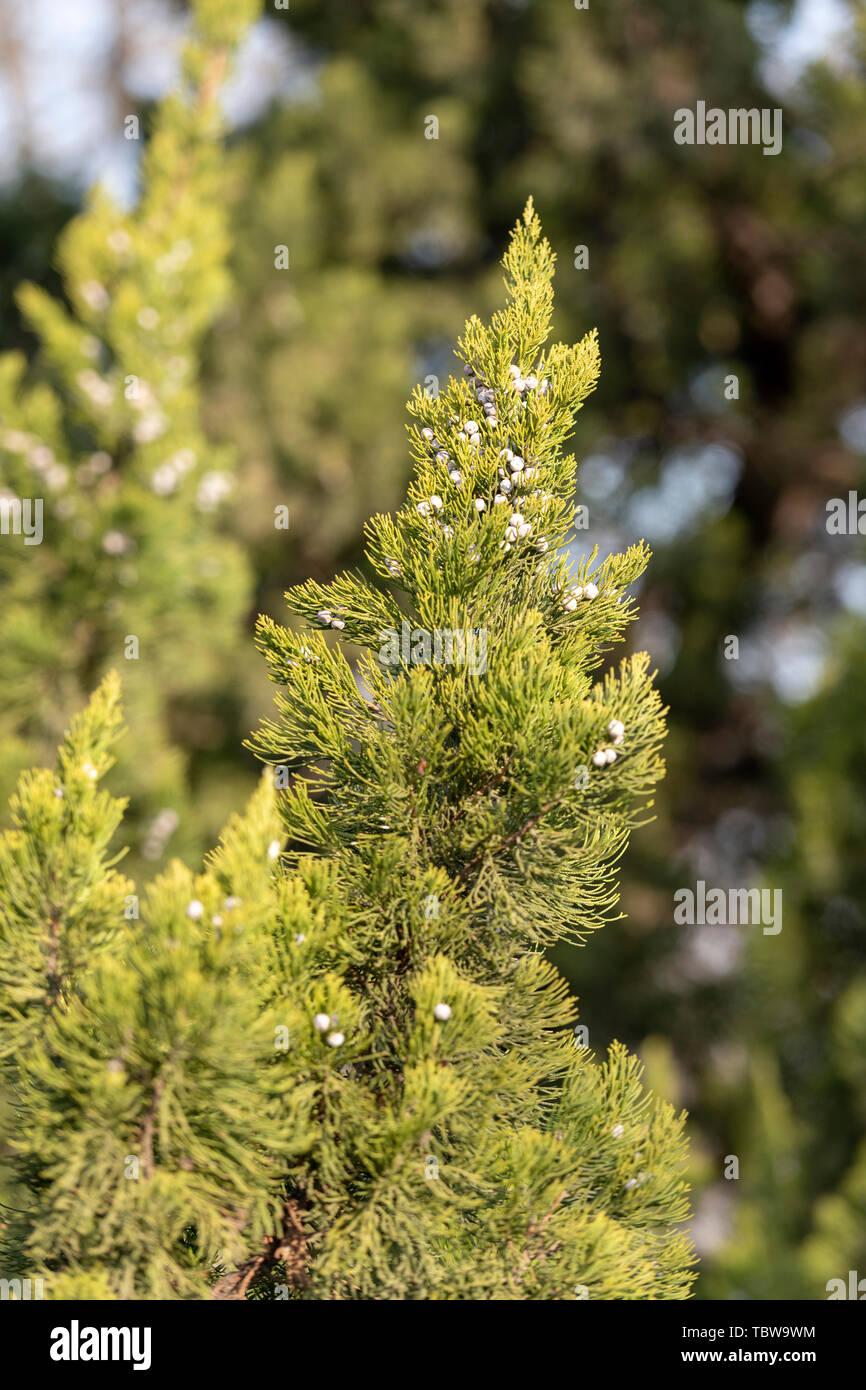 Evergreen cypress family hi-res stock photography and images - Alamy