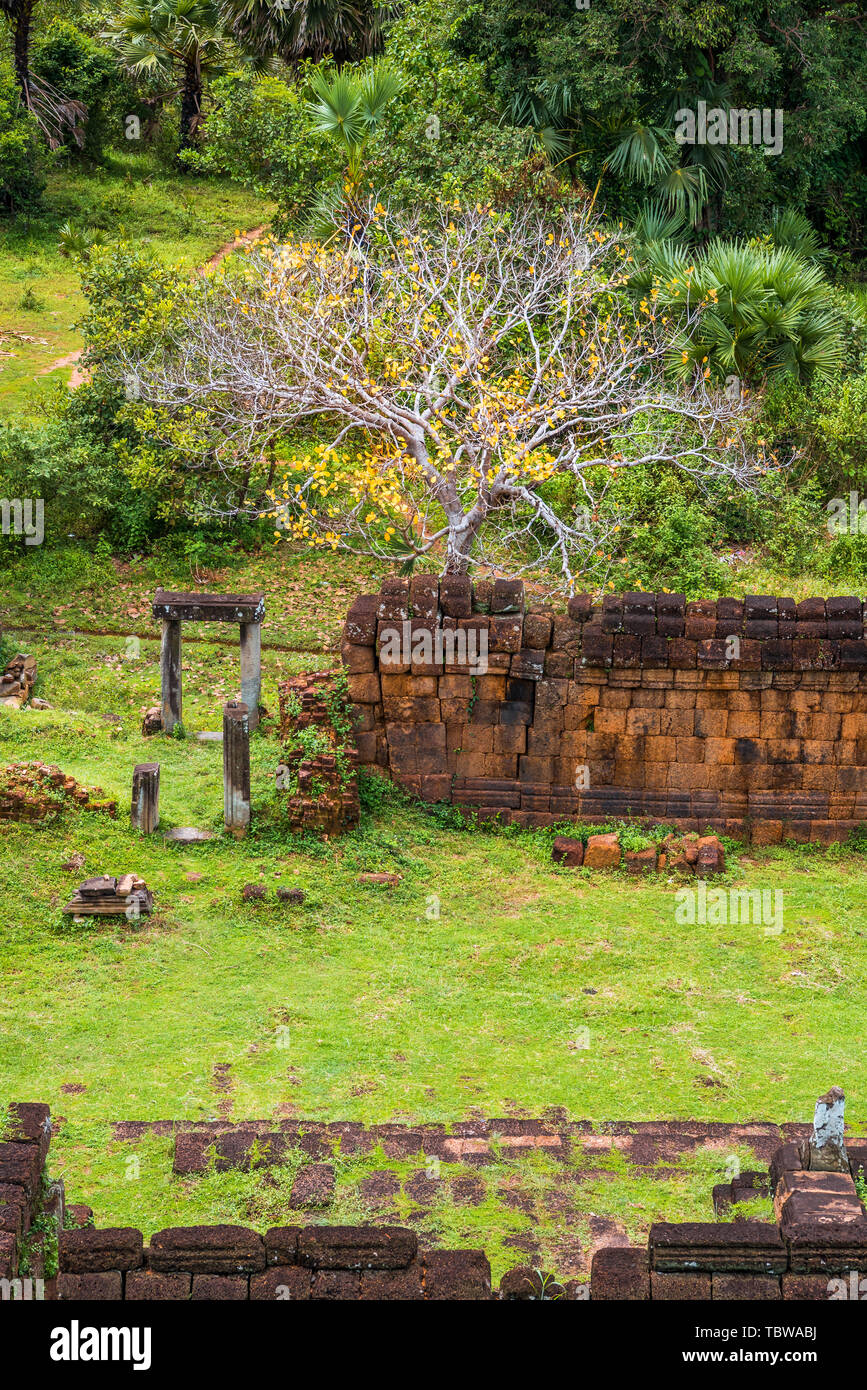 Beautiful yellow withered deciduous trees in the ruins of Angkor Wat ...