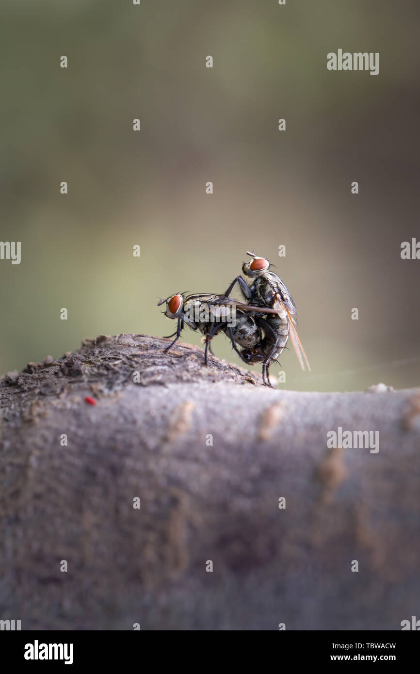 Flies wild hi-res stock photography and images - Alamy