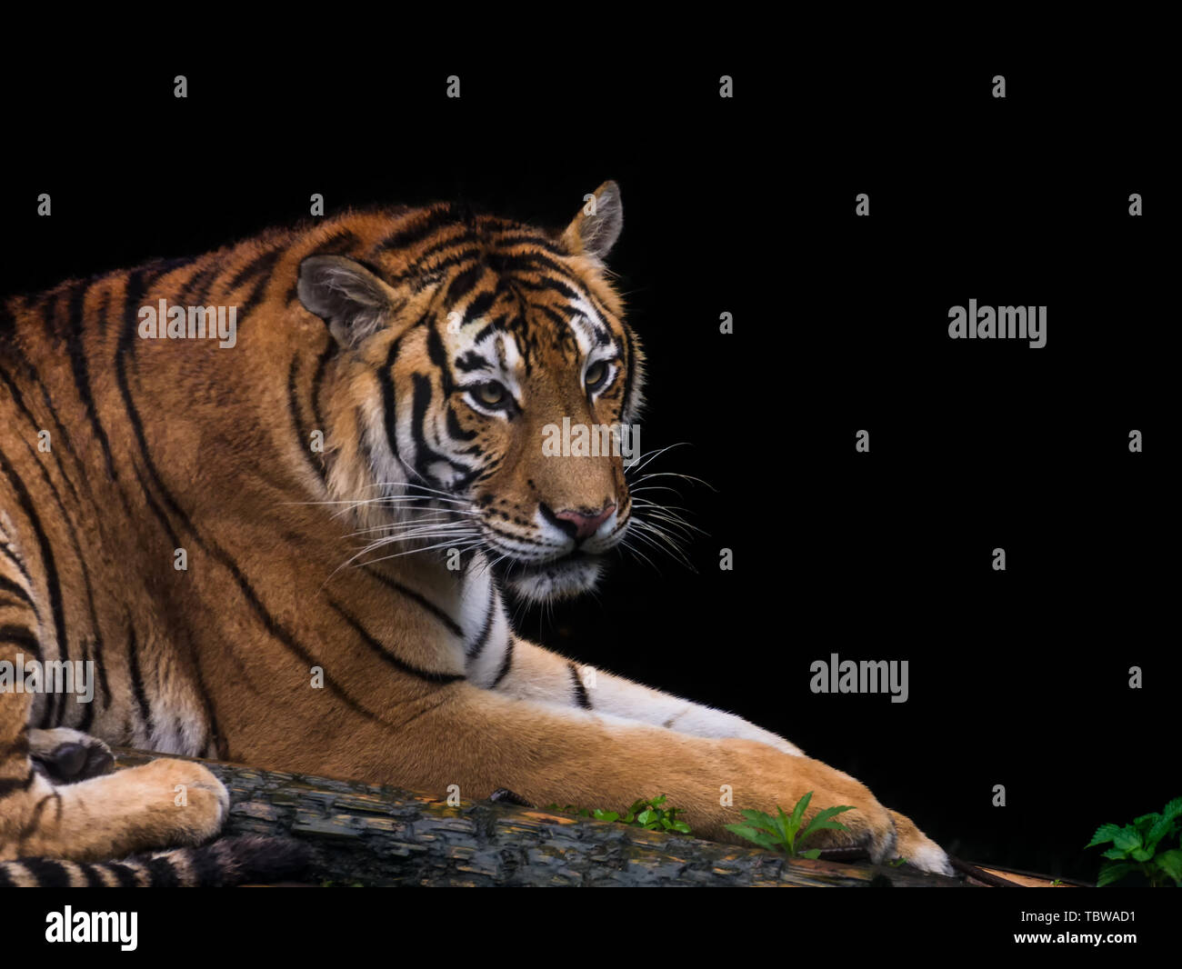 south china tiger Stock Photo - Alamy
