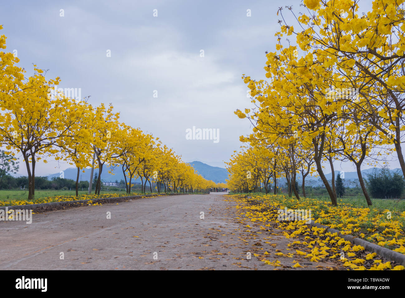 Huanghua Feng Suzuki in Wengyuan Core Area of Wengyuan Modern ...