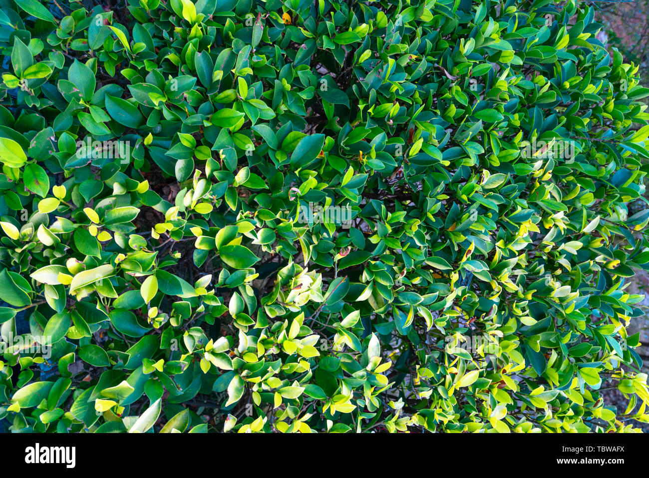 Landscape tree foliage background material Stock Photo - Alamy
