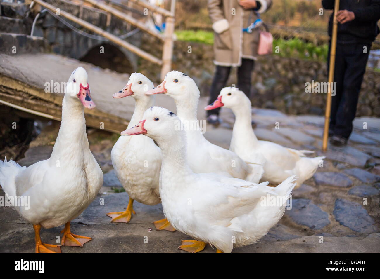 Big white duck Stock Photo - Alamy