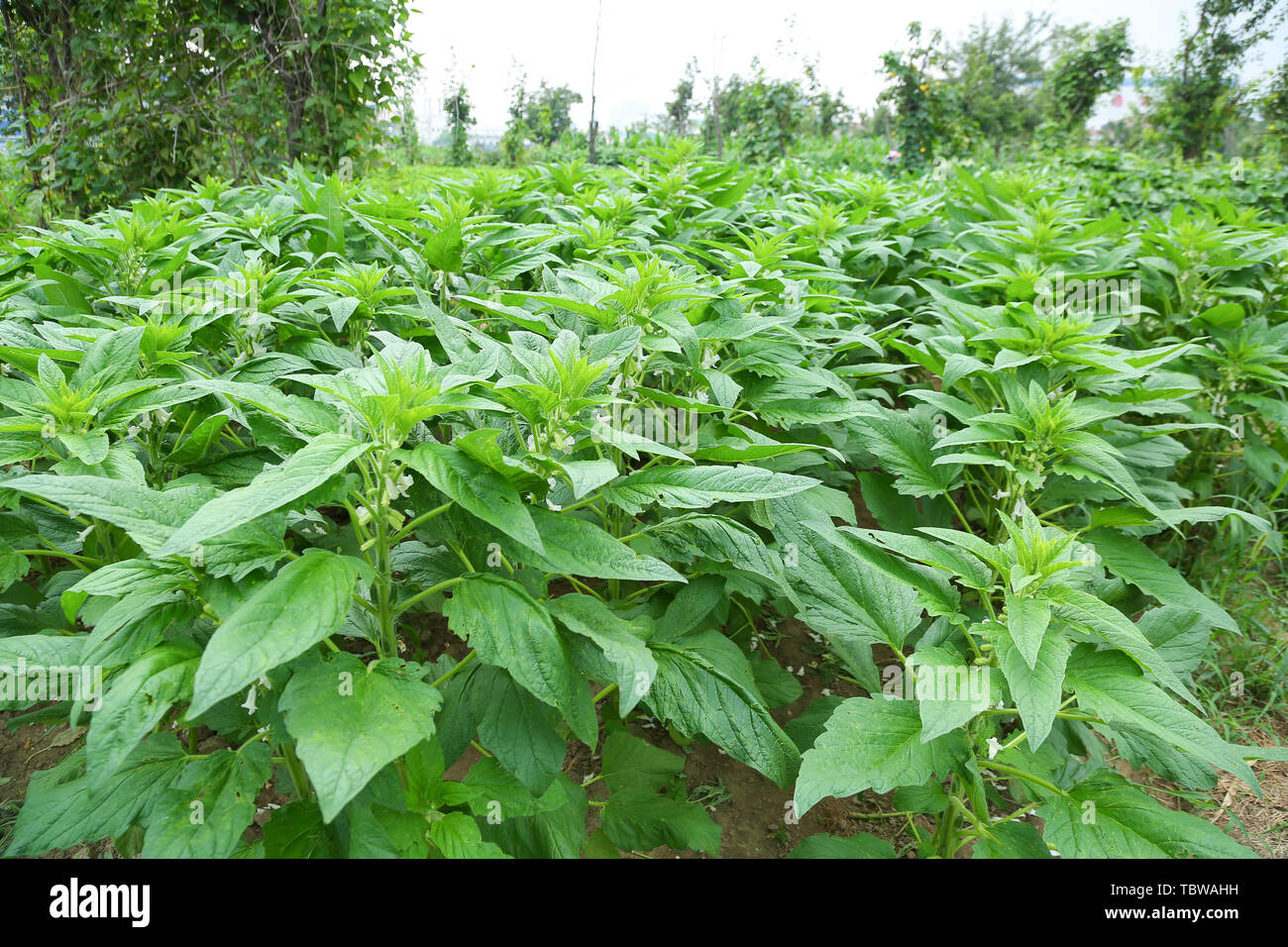Sesame seedlings hi-res stock photography and images - Alamy