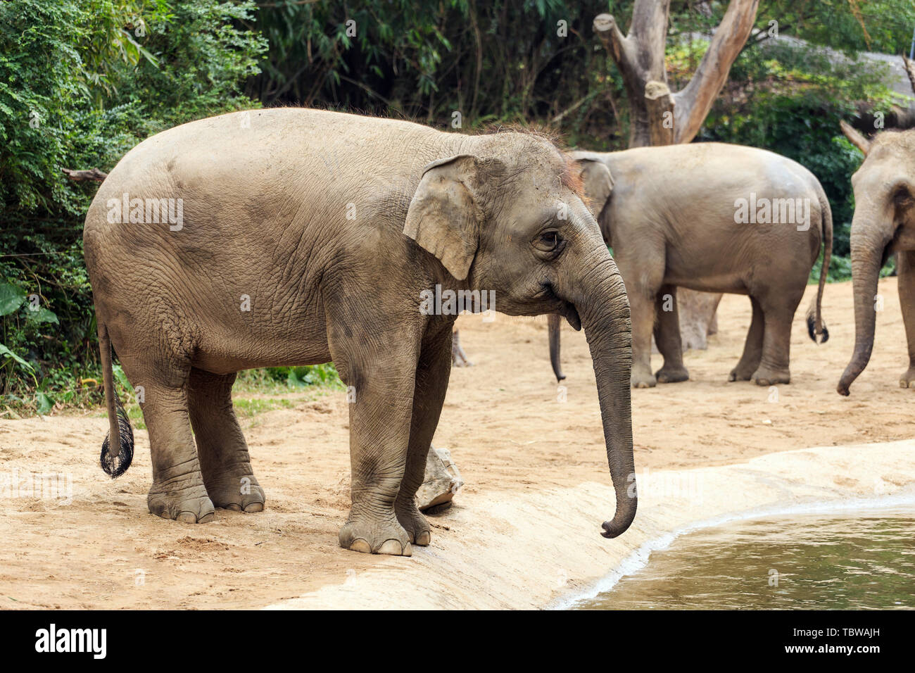 A giant elephant Stock Photo - Alamy