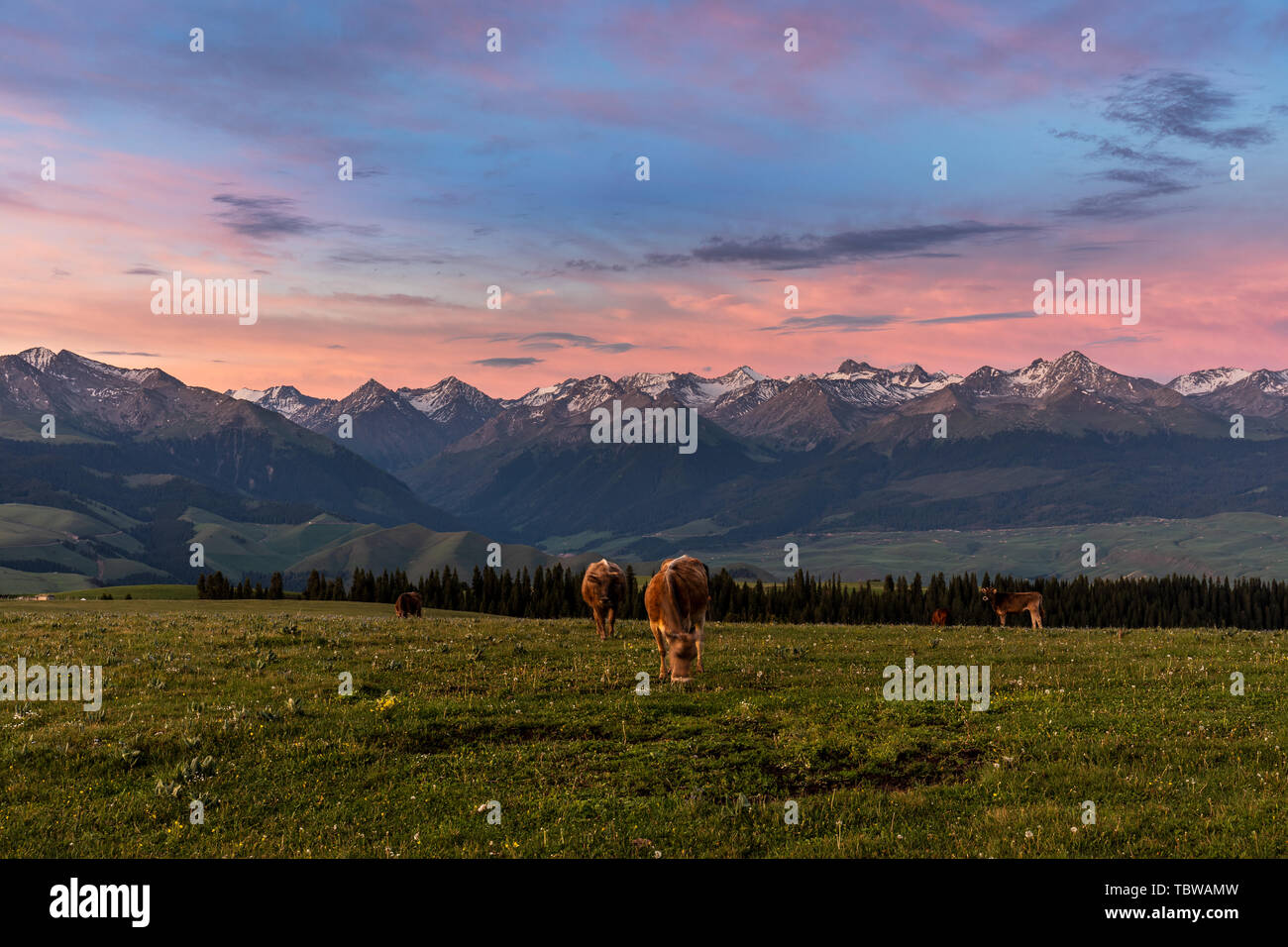 Summer prairie scenery in Xinjiang, sunset of Kerajun prairie Stock ...