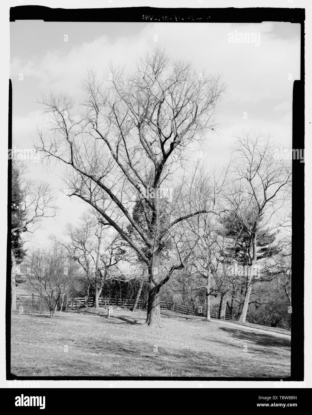 MAIDENHAIR TREE Ginkgo biloba, ON THE HOUSE'S EAST SIDE LOOKING EAST ...