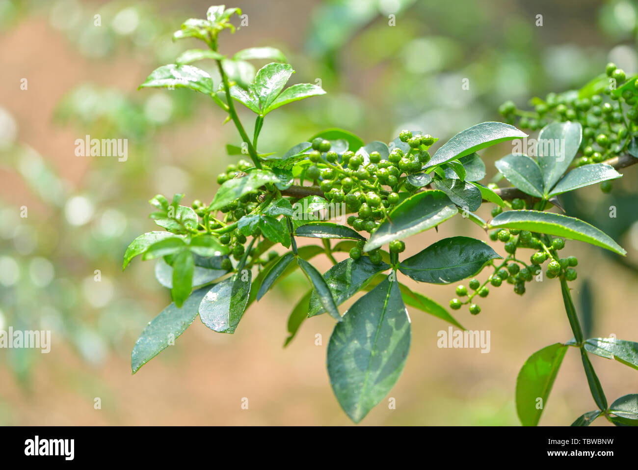Pepper rattan pepper branch close-up HD large picture Stock Photo - Alamy