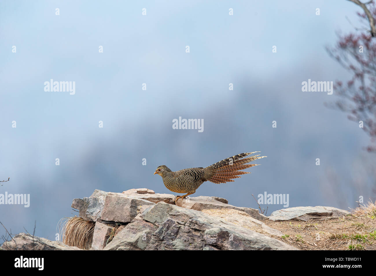 Red-bellied golden chicken. The golden chicken foraged in the wild ...