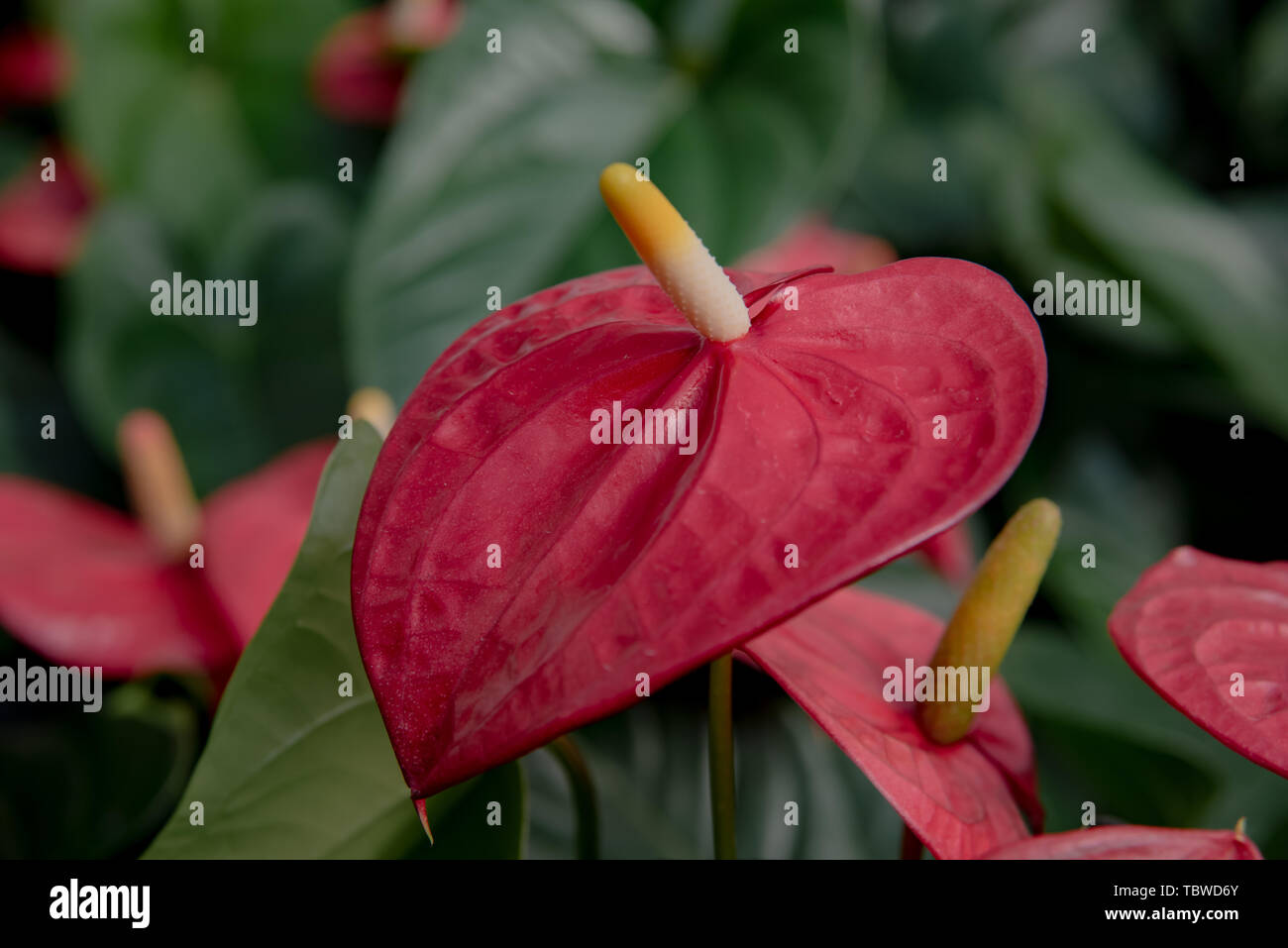 Temperature controlled shed hi-res stock photography and images - Alamy