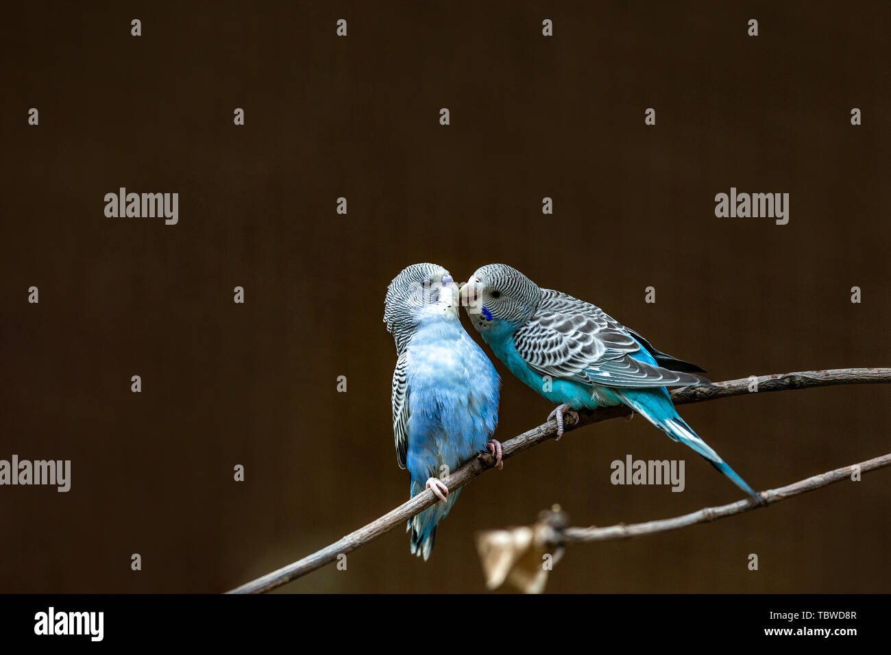 The darling of the world ----Tiger skin parrot Stock Photo - Alamy