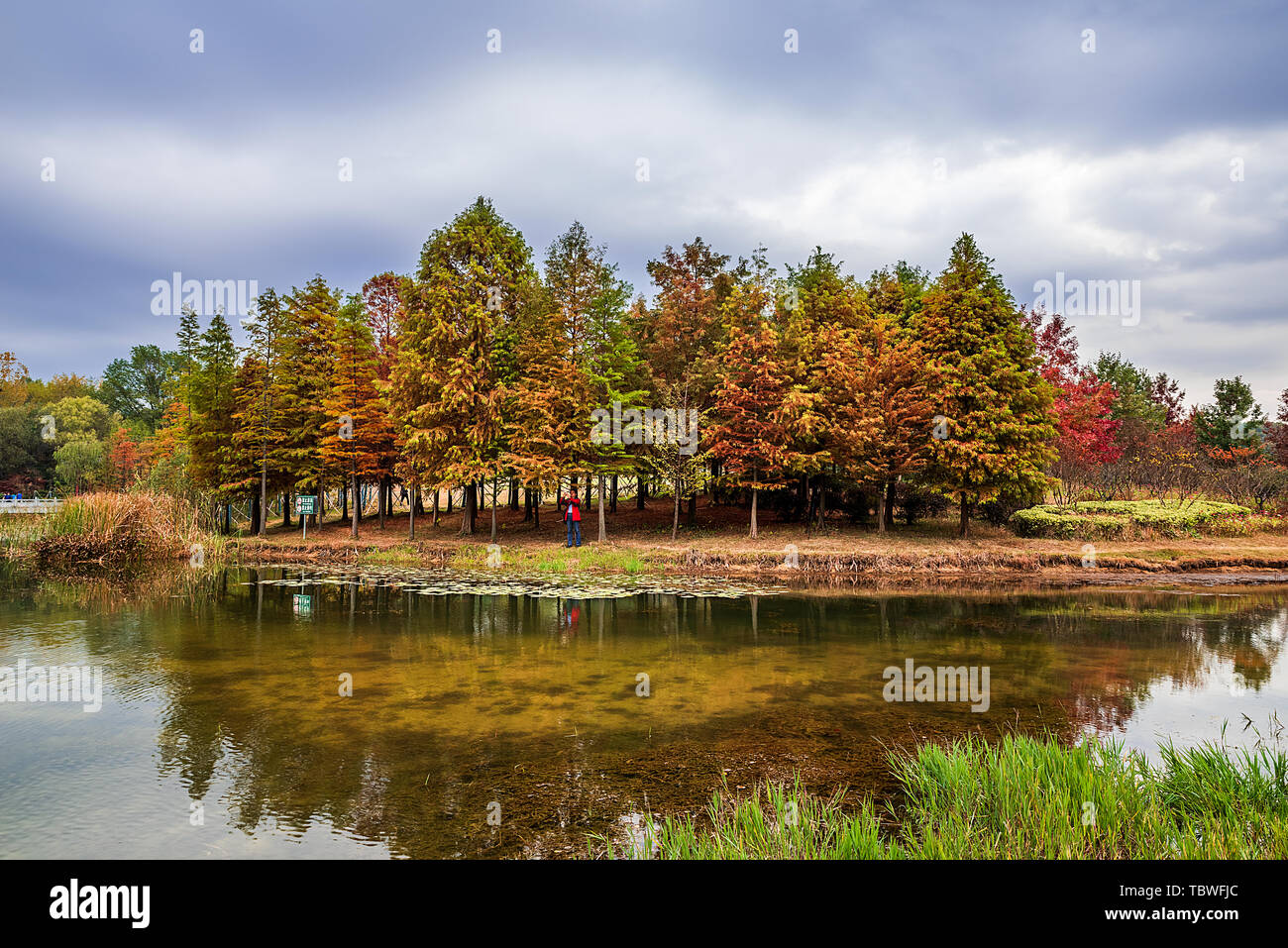 Autumn Color in Zhongshan Scenic Area, Nanjing Stock Photo - Alamy