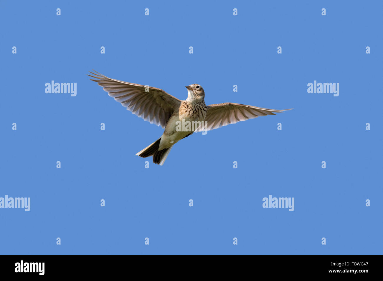 Skylarks flight hi-res stock photography and images - Alamy