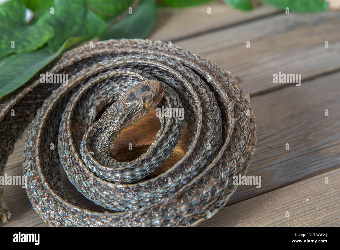 Traditional Chinese medicine single close-up Wuzhi snake Stock Photo ...