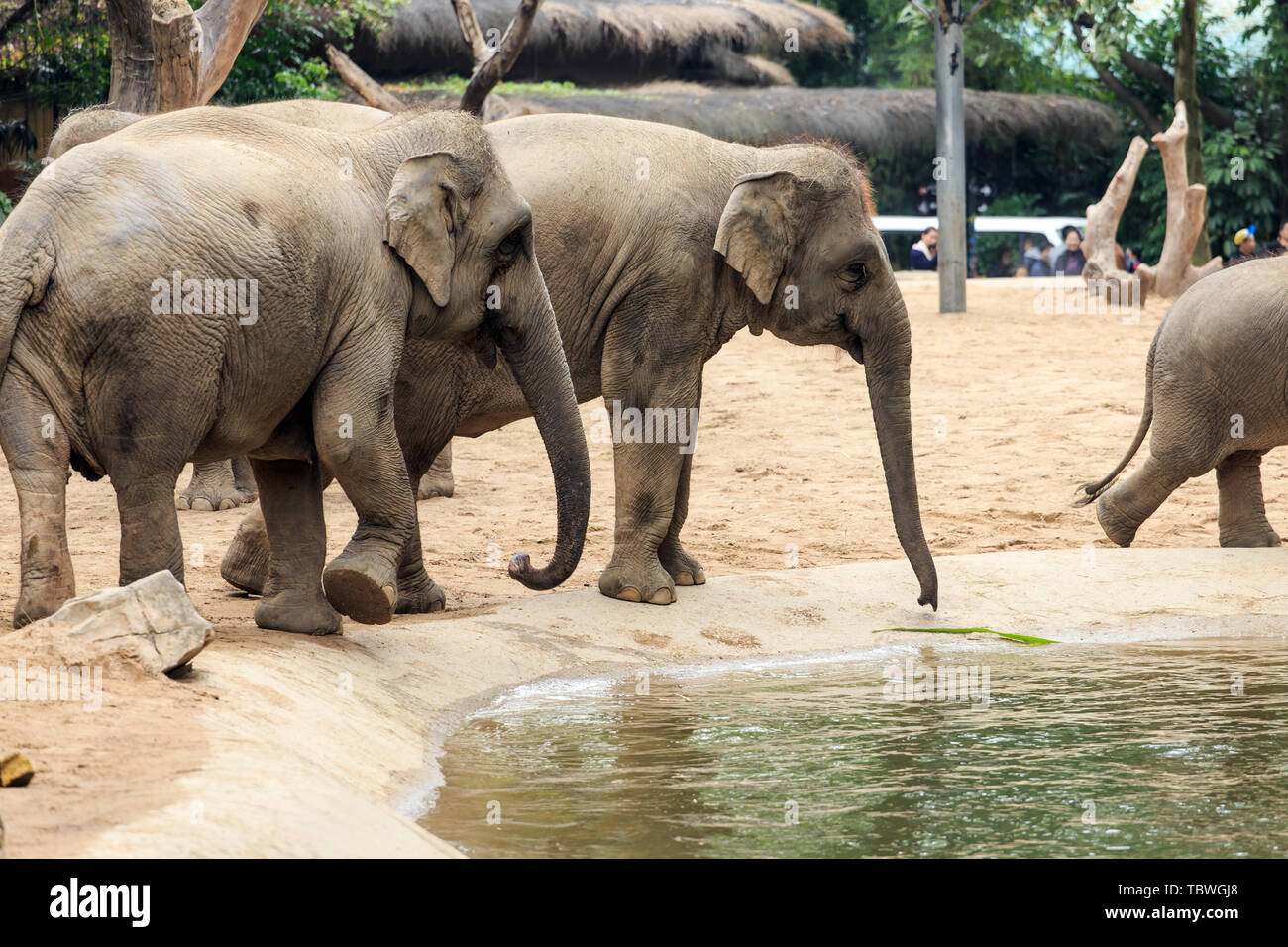 A giant elephant Stock Photo - Alamy