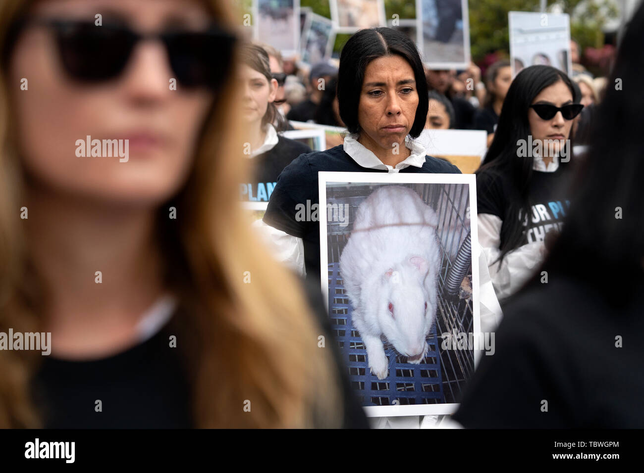 An animal rights activist holds a picture of a rabbit in a cage during ...