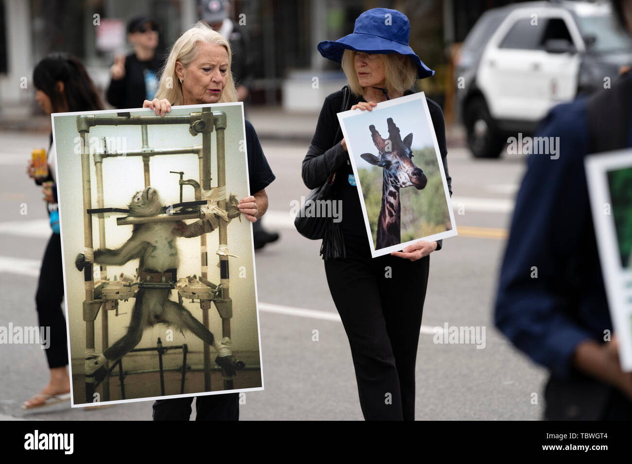 An animal rights activist carries a picture of a monkey in a restraint ...