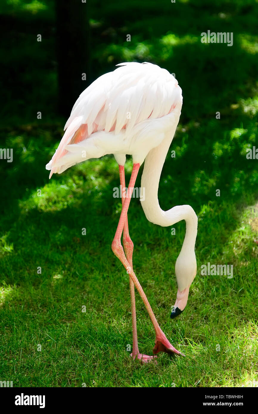 Flamingo bird standing on one leg hi-res stock photography and images ...