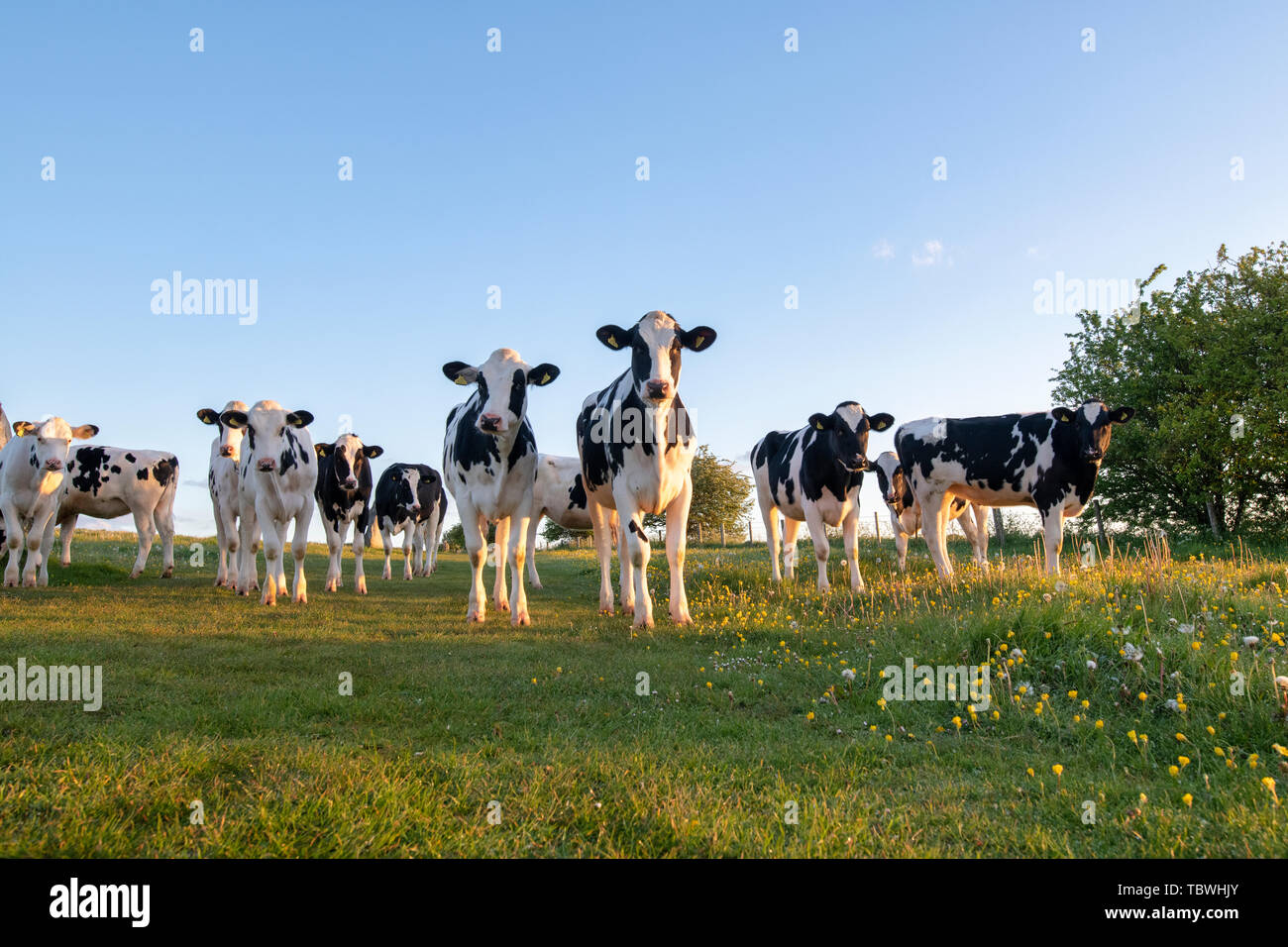 Bullock cow cattle beef hi-res stock photography and images - Alamy