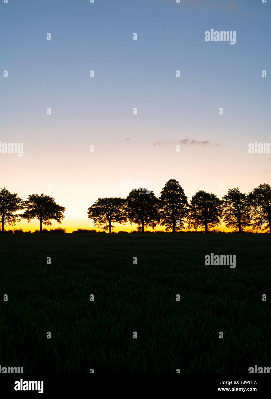 Tree line sky hi-res stock photography and images - Alamy
