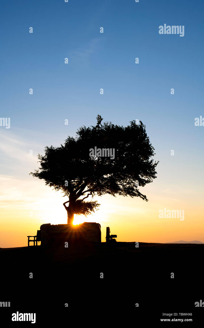 Memorial tree. Single Beech tree surrounded by a memorial wall on ...