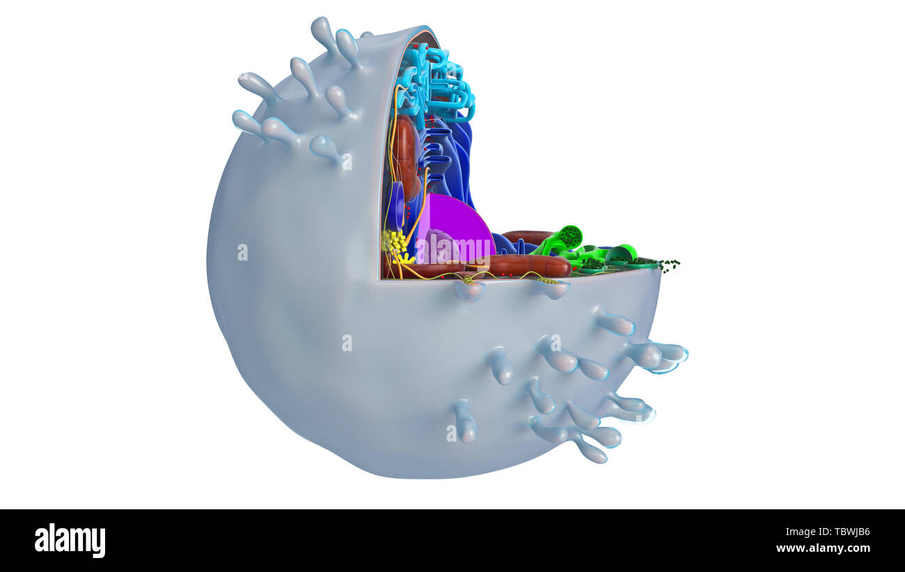 Animal cell in section, multi-colored science biology, side view. 3D ...