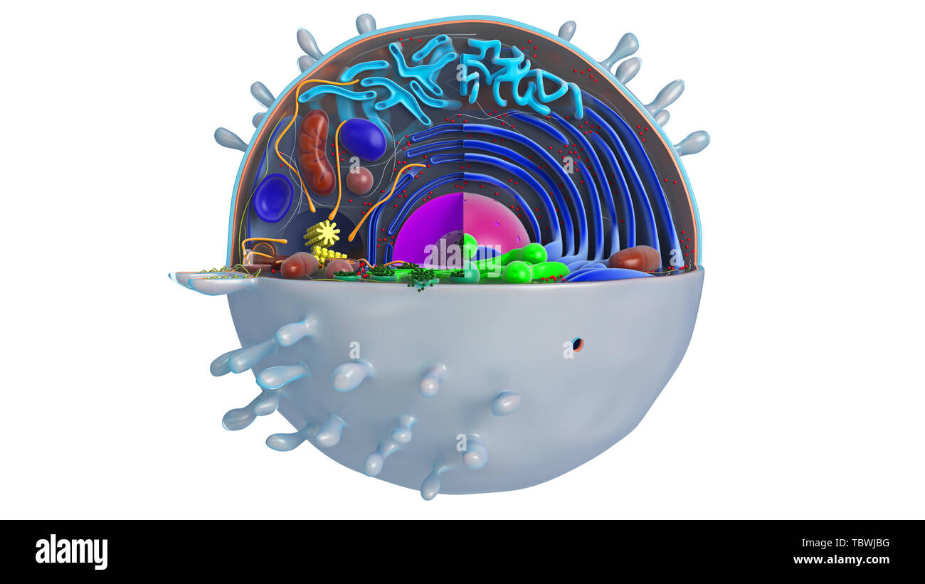 Animal cell in section, multi-colored, front view. 3D rendering Stock ...