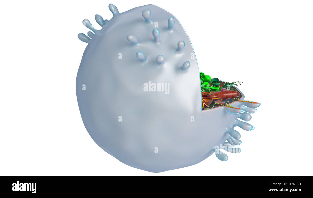 Animal cell in section, multi-colored science biology. 3D rendering ...