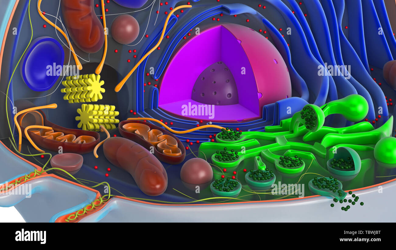 Animal cell hi-res stock photography and images - Alamy