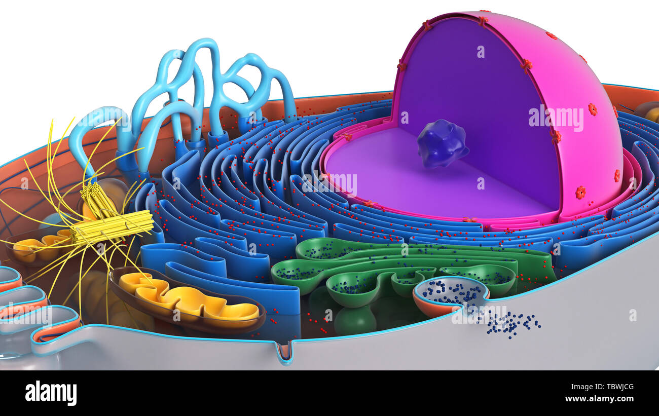 Animal cell in section, multi-colored science biology, close view. 3D ...