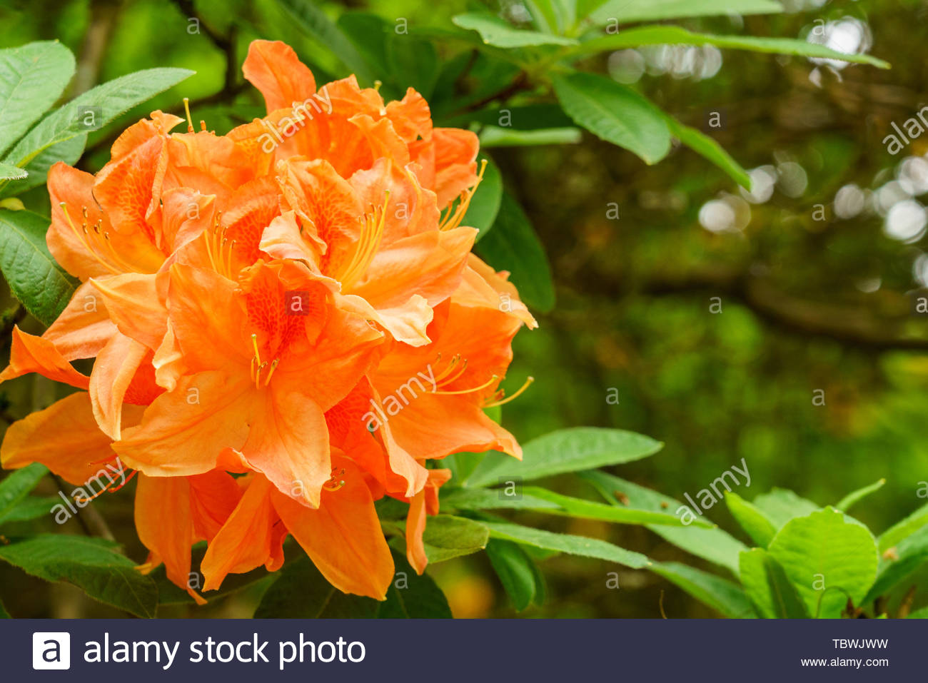 Orange Azalea High Resolution Stock Photography and Images - Alamy
