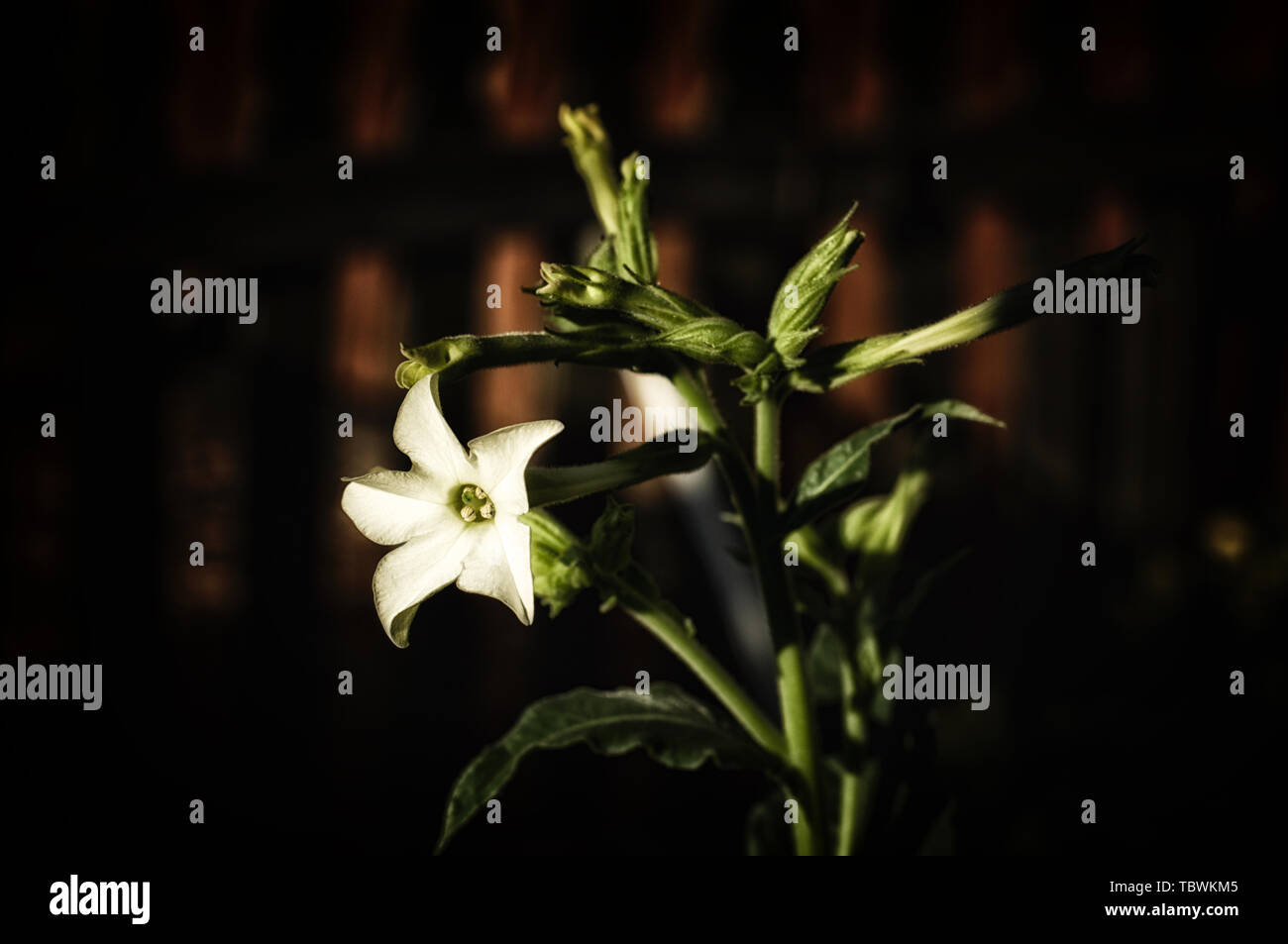 Jasmine like flowers hi-res stock photography and images - Alamy