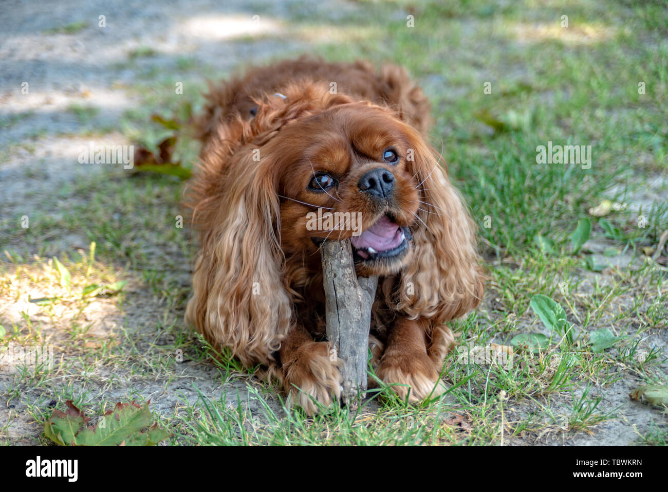 Cavalier King Charles Spaniel in Brown Ruby chews on a stick Stock ...
