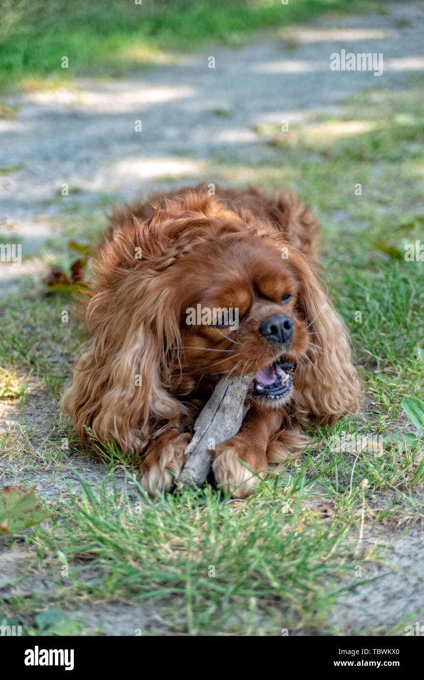 Cavalier King Charles Spaniel in Brown Ruby chews on a stick Stock ...