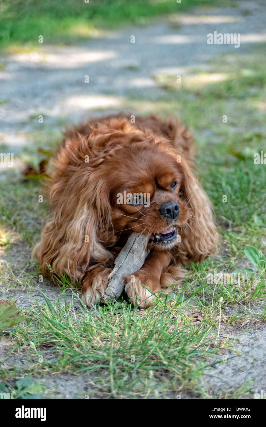 Cavalier King Charles Spaniel in Brown Ruby chews on a stick Stock ...