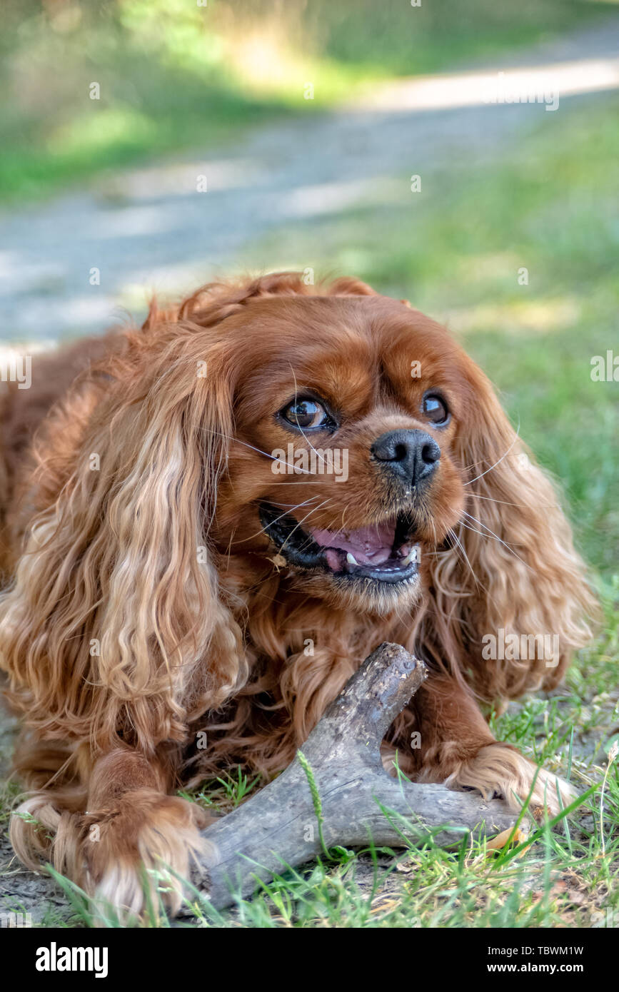 Cavalier King Charles Spaniel in Brown Ruby chews on a stick Stock ...