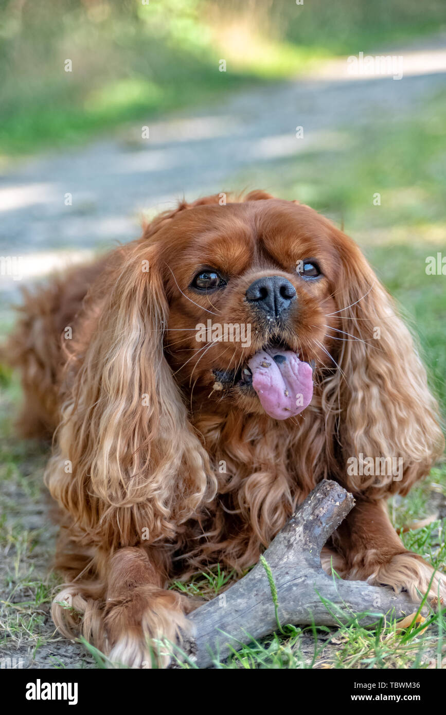 Cavalier King Charles Spaniel in Brown Ruby chews on a stick Stock ...