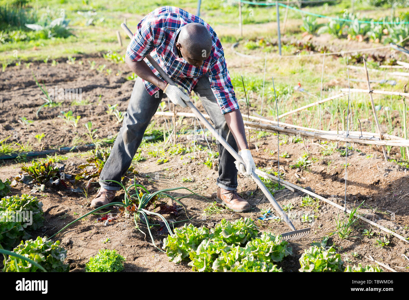 Young African-American man hoeing ground in domestic garden Stock Photo ...
