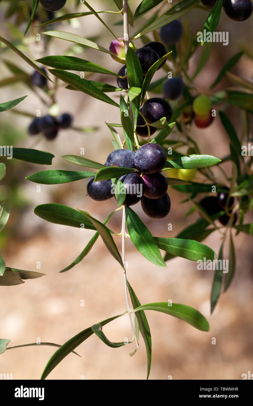 Black and green olive (Olea europaea) growing at wild olive tree Stock ...