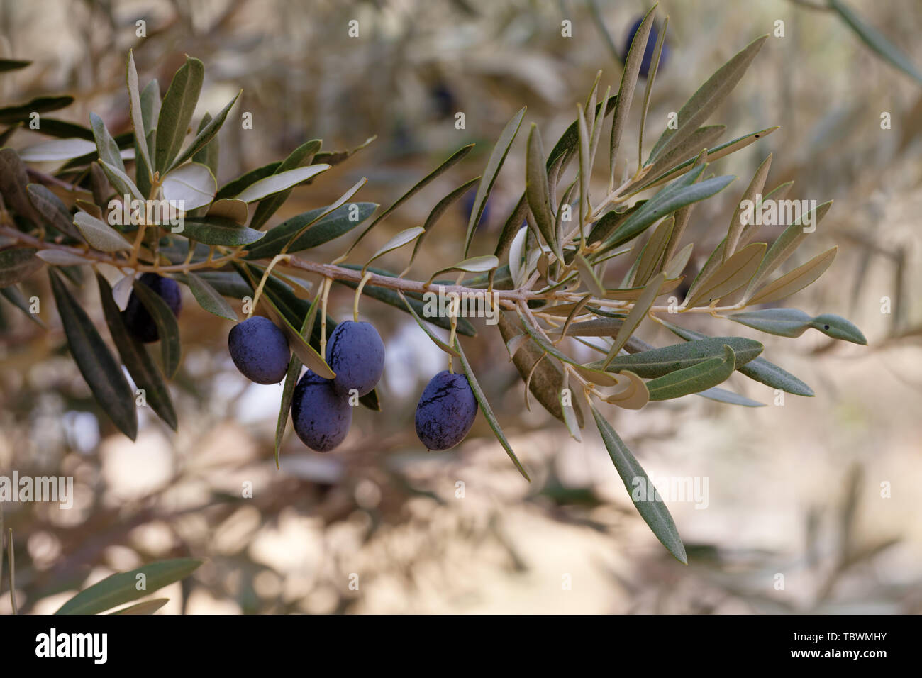 Wild olive tree hi-res stock photography and images - Alamy
