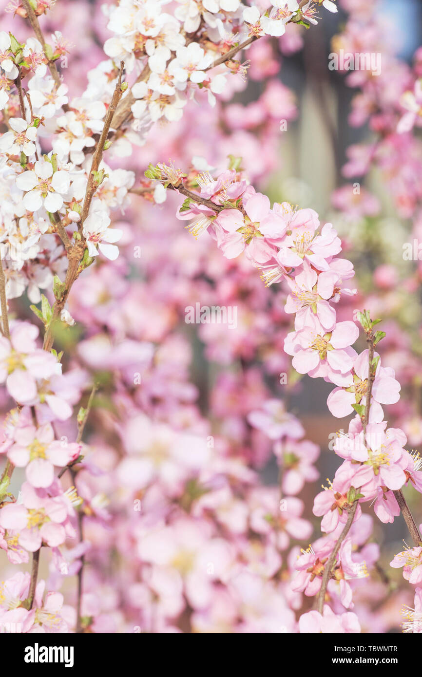 Spring flowers in full bloom Stock Photo - Alamy